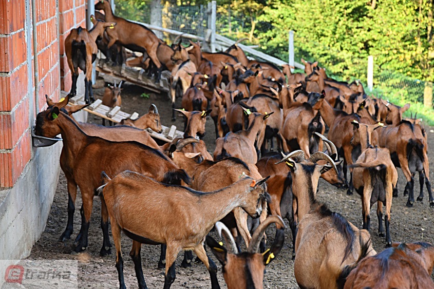 Udaljena 40 km od prvog grada: Planinska farma dom za 220 koza - eTrafika