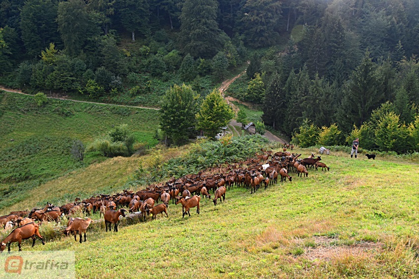 Udaljena 40 km od prvog grada: Planinska farma dom za 220 koza - eTrafika