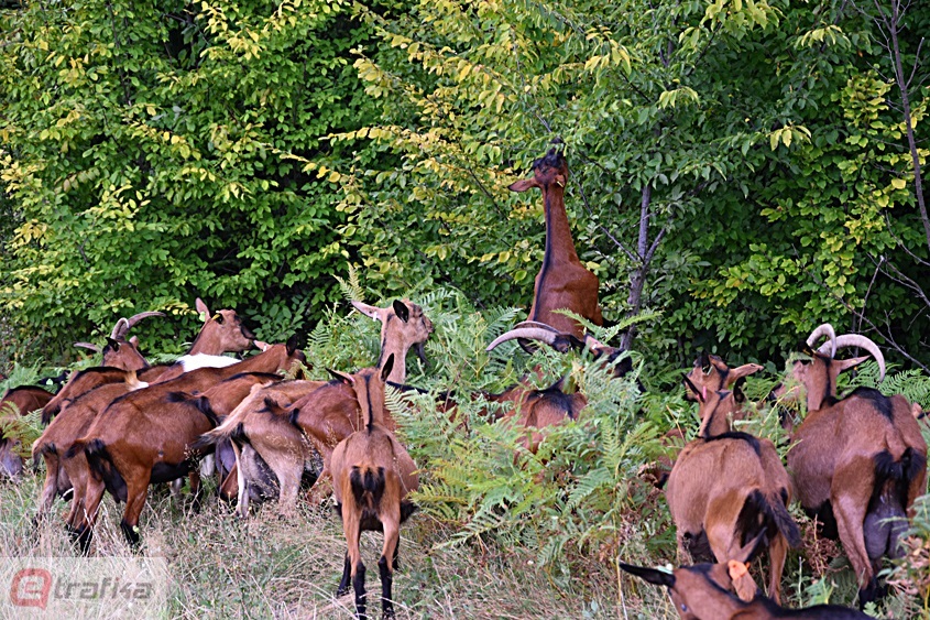 Udaljena 40 km od prvog grada: Planinska farma dom za 220 koza - eTrafika