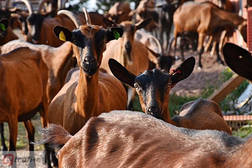 Udaljena 40 km od prvog grada: Planinska farma dom za 220 koza - eTrafika