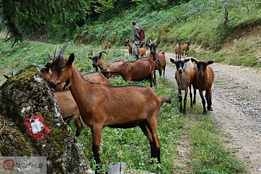 Udaljena 40 km od prvog grada: Planinska farma dom za 220 koza - eTrafika